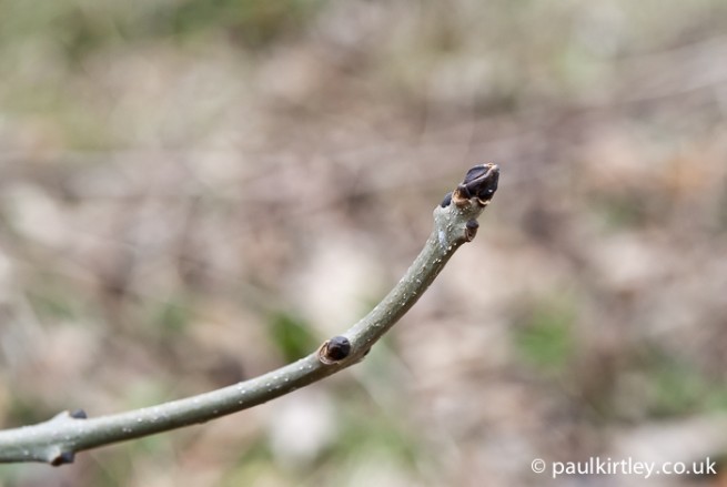 How to Easily Identify 12 Deciduous Trees in Winter