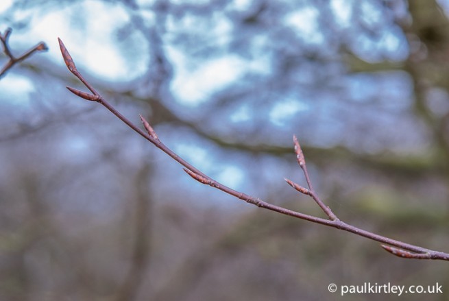 How to Easily Identify 12 Deciduous Trees in Winter