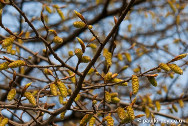 How to Easily Identify 12 Deciduous Trees in Winter