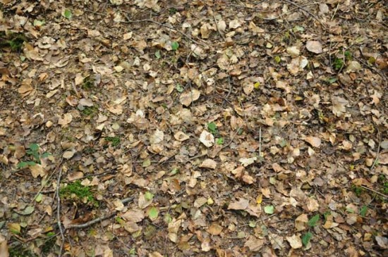 How to Leave no Trace of a Campfire