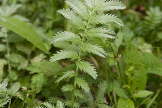 Five Survival Plants Every Forager Should Know