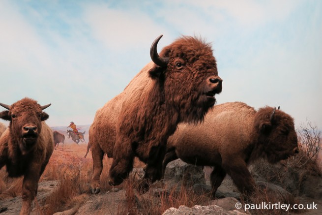Bushcraft Take-Aways From The Manitoba Museum