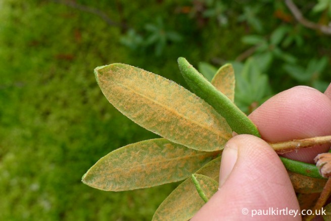 Labrador Tea - Toxic or Tonic?