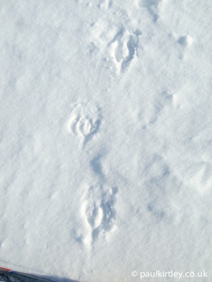 Tracking Rudolph: Reindeer Tracks & Sign