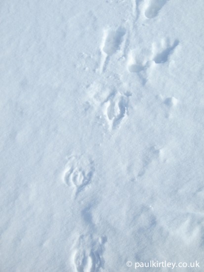 Tracking Rudolph: Reindeer Tracks & Sign