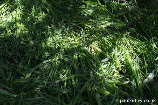 Wild Wanderings 1 - Spring Plants And Some Tracking Fun