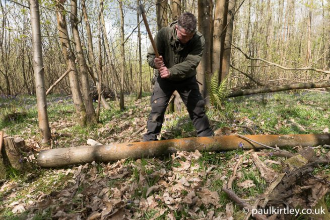 Limbing And Sectioning Trees With An Axe