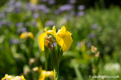 Ten Common European Poisonous Plants You Should Know