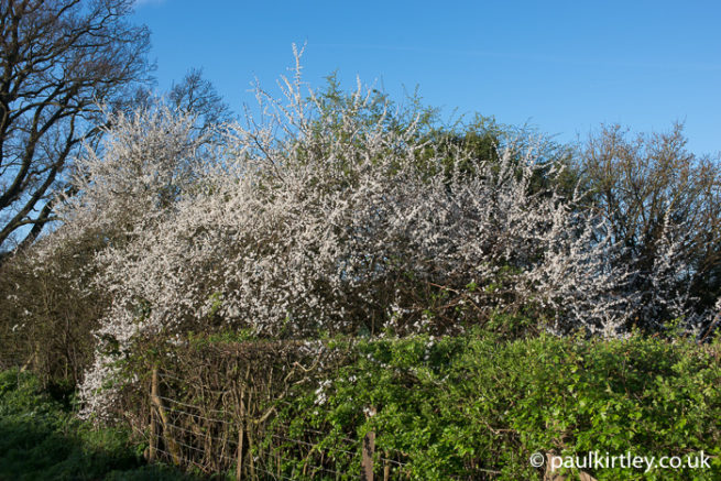 Spring Cream - Essential European Blossom Identification