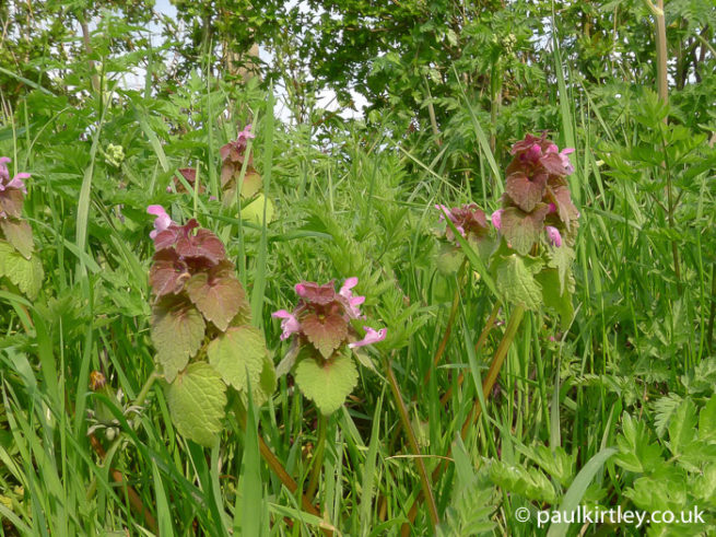 12 Easy-To-Forage European Plants For Spring And Early Summer