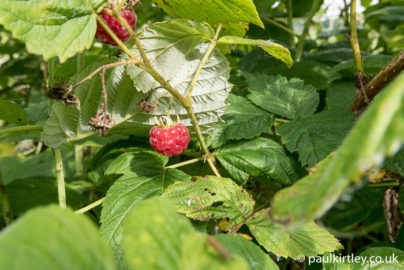 Ten Of The Best European Berries To Forage
