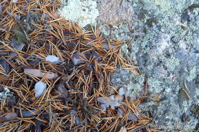How to Identify Scots Pine: Wild, Wonderful & Widespread
